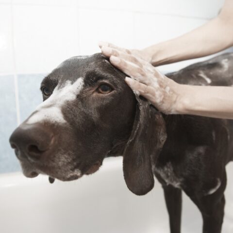 Grooming Waiver | Riverwalk Pet Hospital & Resort